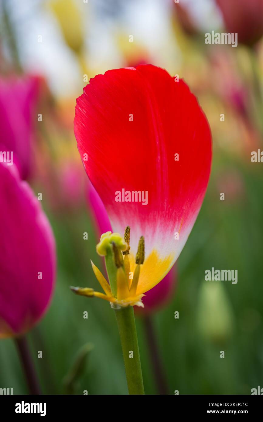 Beautiful tulips flower for postcard beauty concept design Stock Photo ...