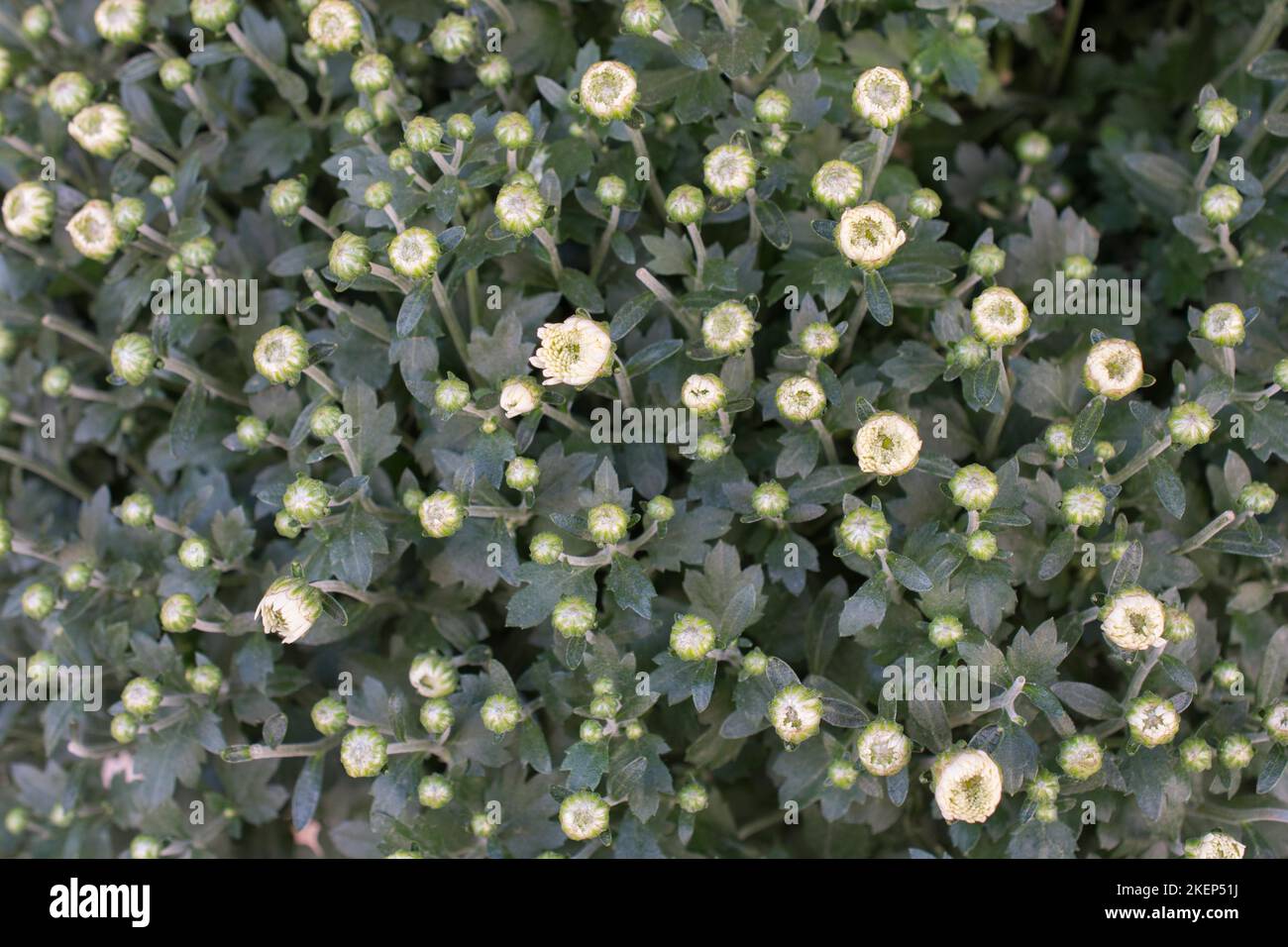 Blooming flowers make a floral background texture Stock Photo - Alamy