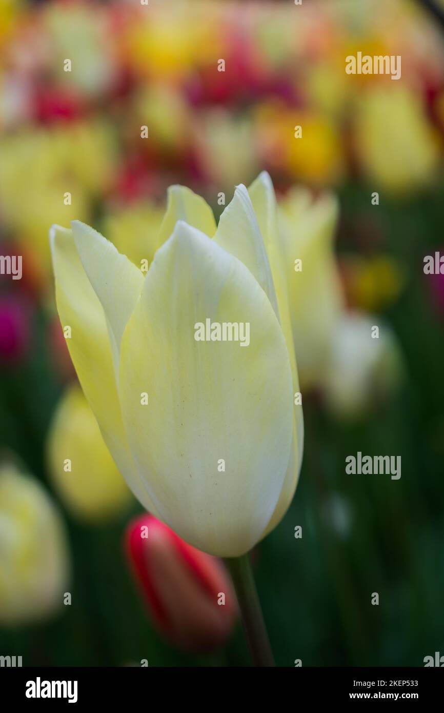 Beautiful tulips flower for postcard beauty concept design Stock Photo ...