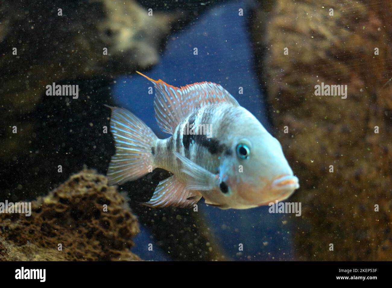 Beautiful colorful fish swims in the aquarium environment Stock Photo ...