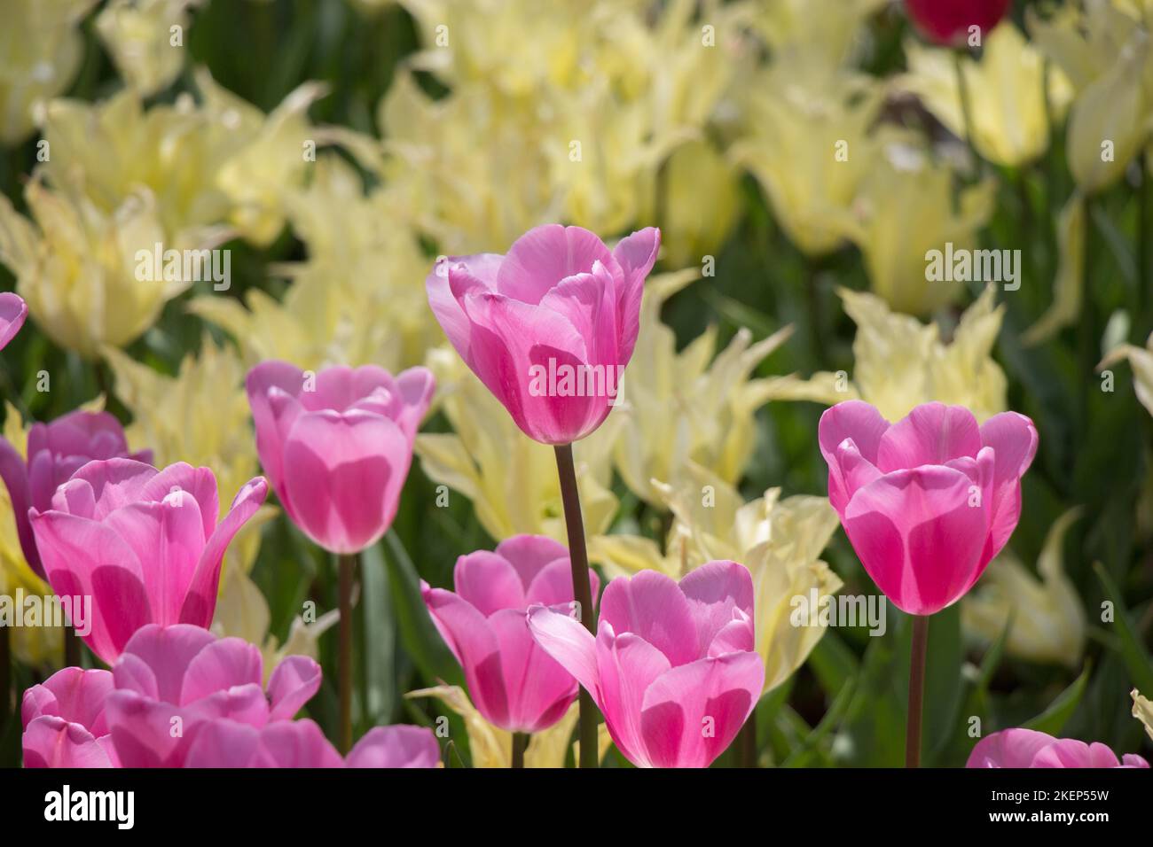 Colorful tulip flowers bloom in the spring garden Stock Photo - Alamy
