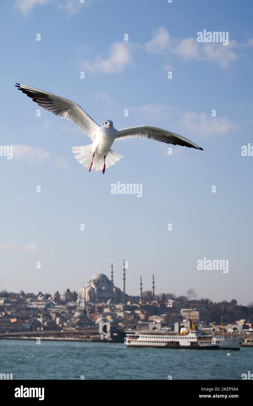 Seagull is flying in sky over the sea waters Stock Photo - Alamy