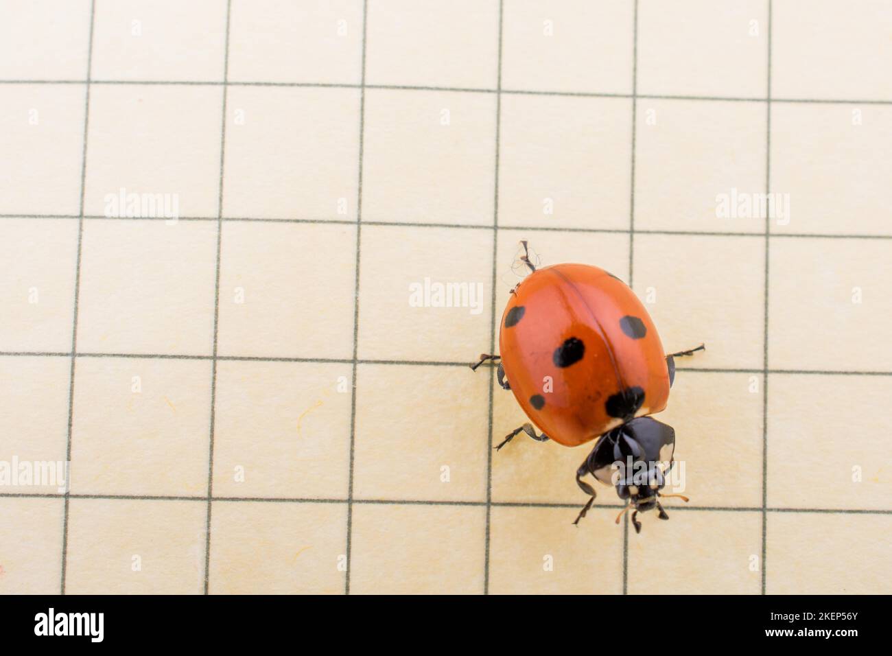Beautiful photo of red ladybug walking on paper Stock Photo - Alamy