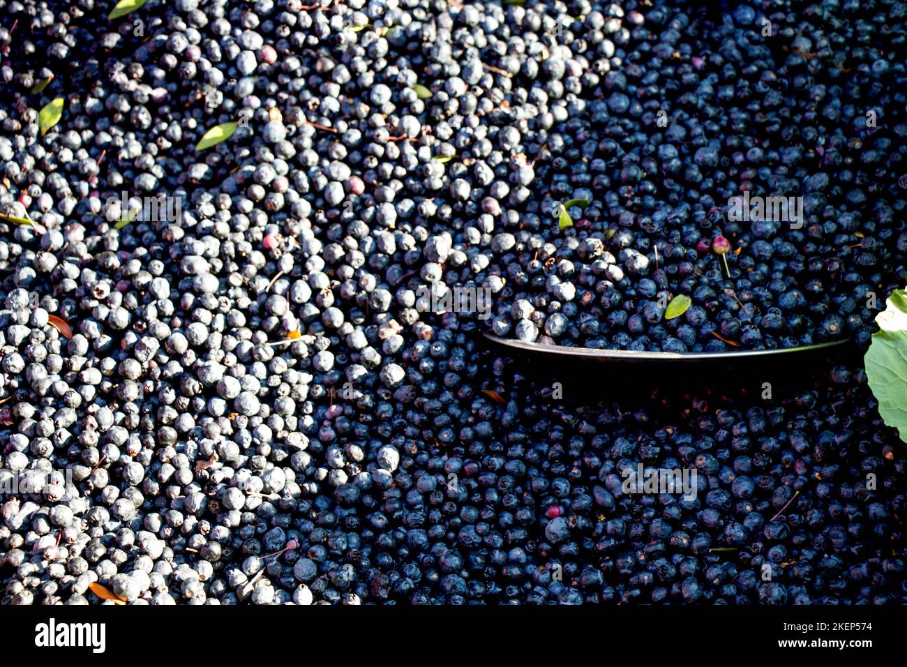 Food found in nature hi-res stock photography and images - Alamy