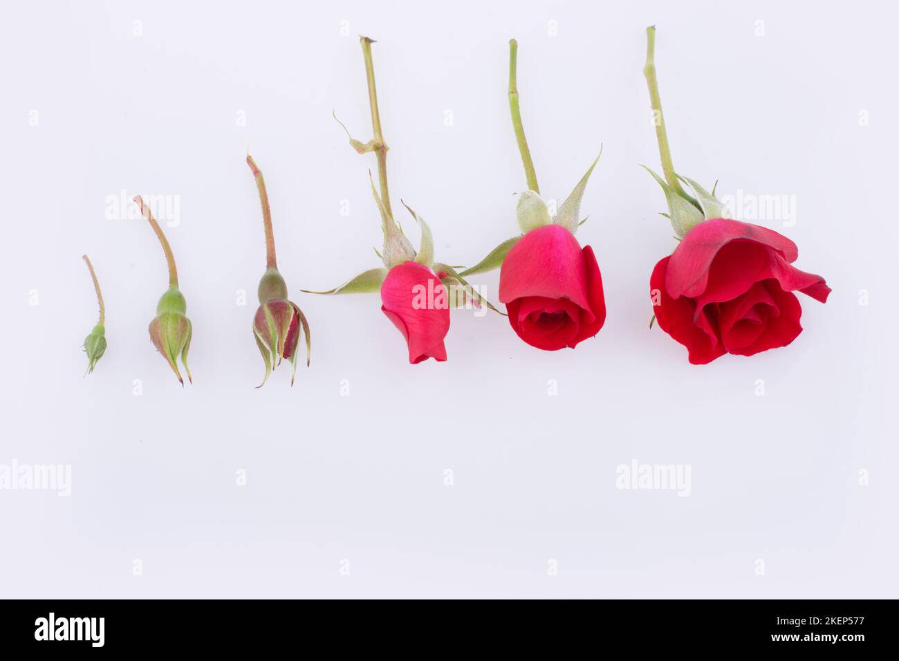 Red Roses aligned in an increasing order on a white background Stock ...