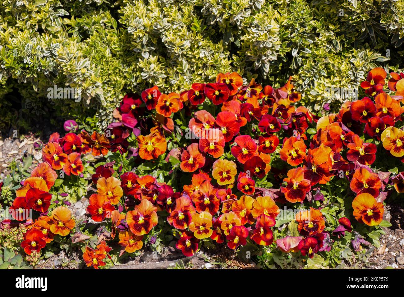 Beautiful fresh flowers as a background Stock Photo - Alamy