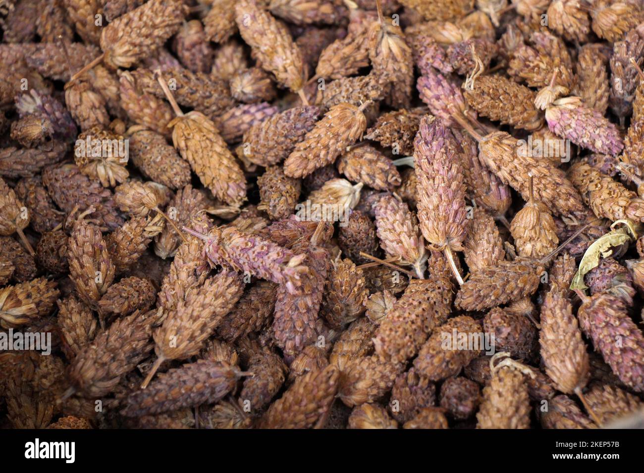 Dry herbal plants as food and remedy Stock Photo - Alamy