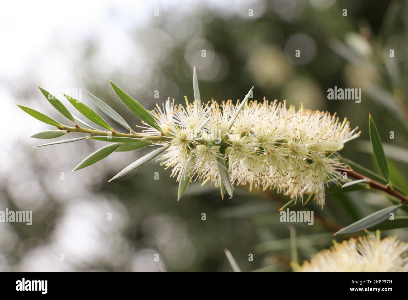 Beautiful fresh flowers in nature background Stock Photo - Alamy