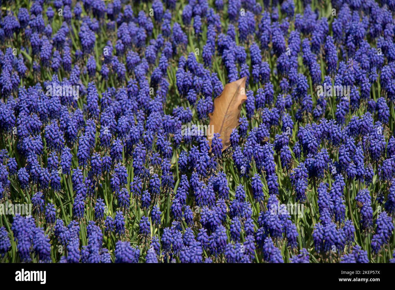 Blooming flowers make a floral background texture Stock Photo - Alamy