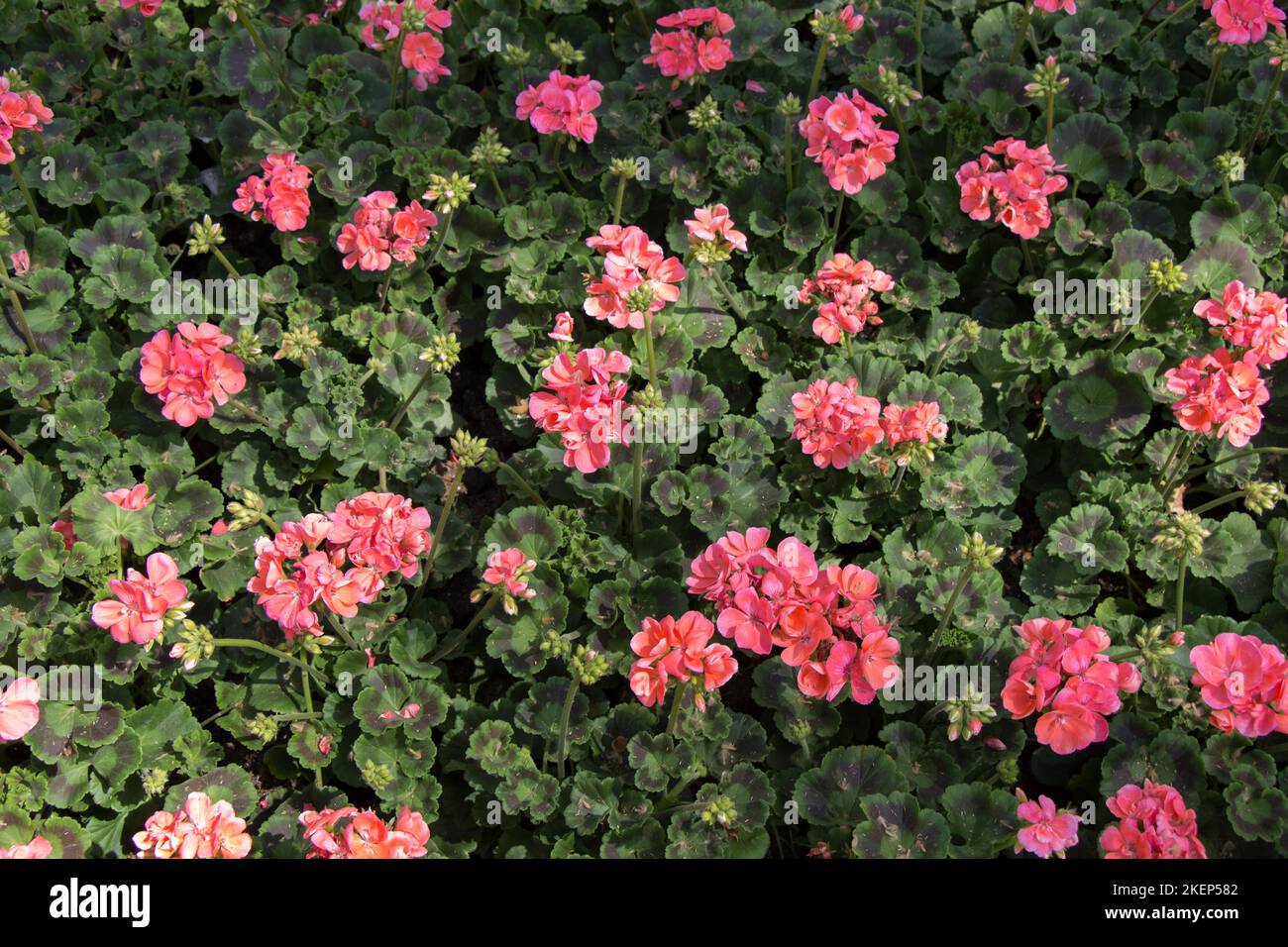 Blooming flowers make a floral background texture Stock Photo - Alamy