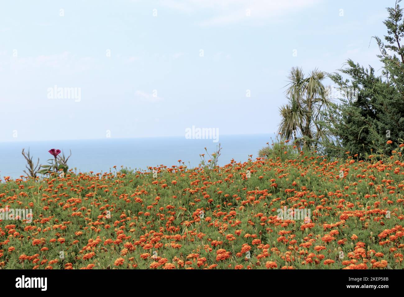 Field covered with beautiful flowers in summer time Stock Photo - Alamy