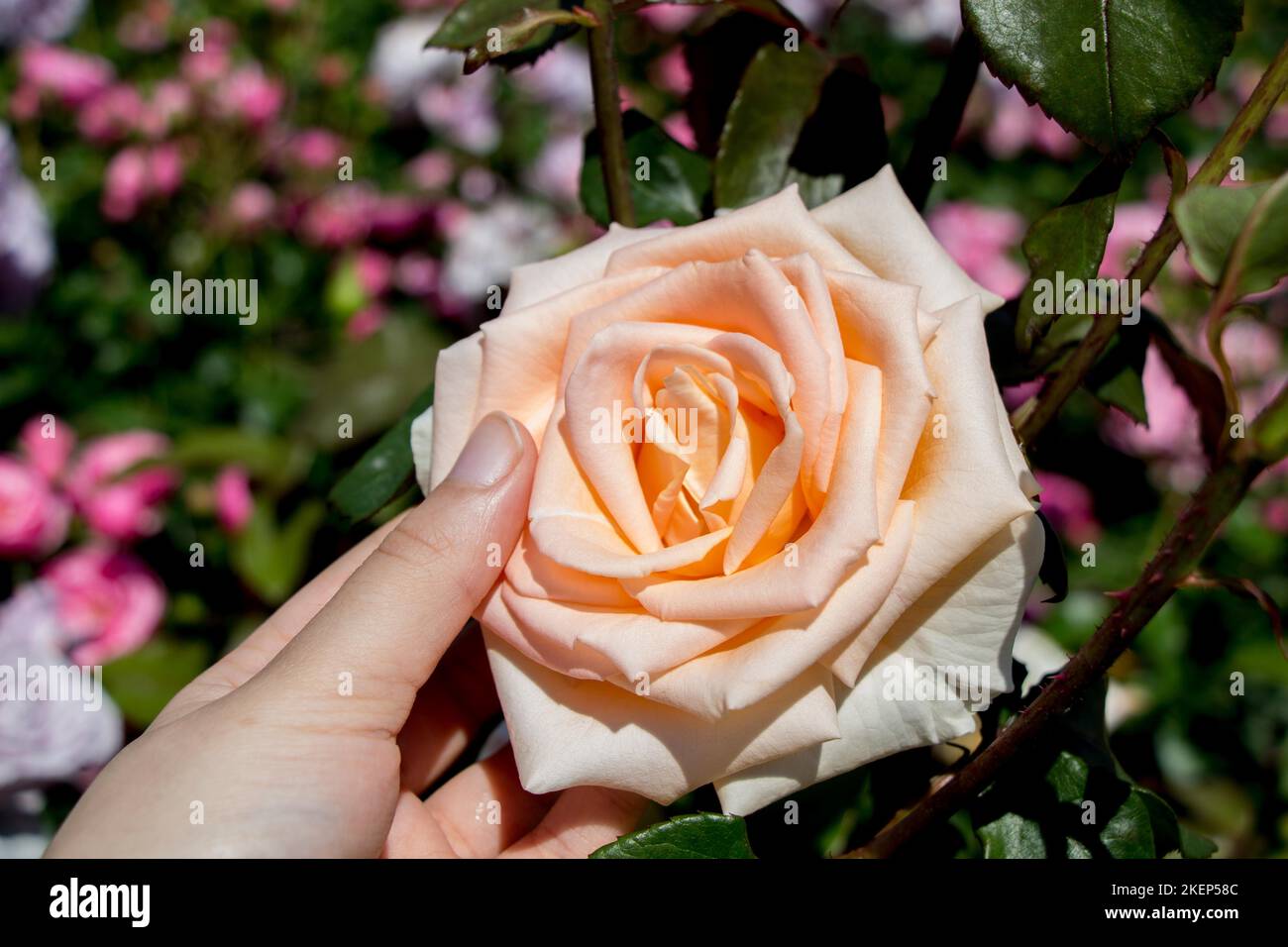 Hand holding a rose in the rose garden Stock Photo - Alamy