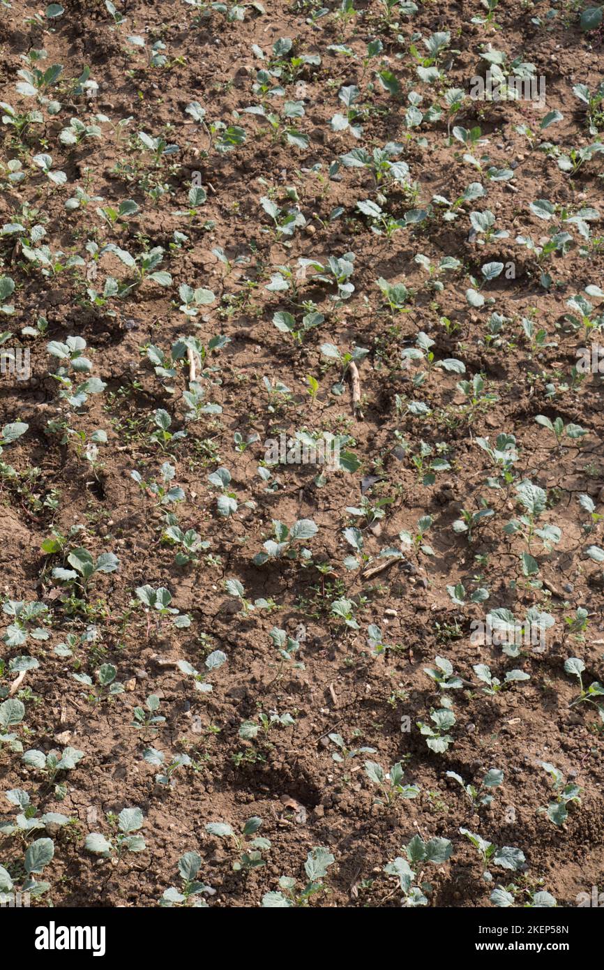 Growing sprouted agricultural crops in spring field Stock Photo - Alamy