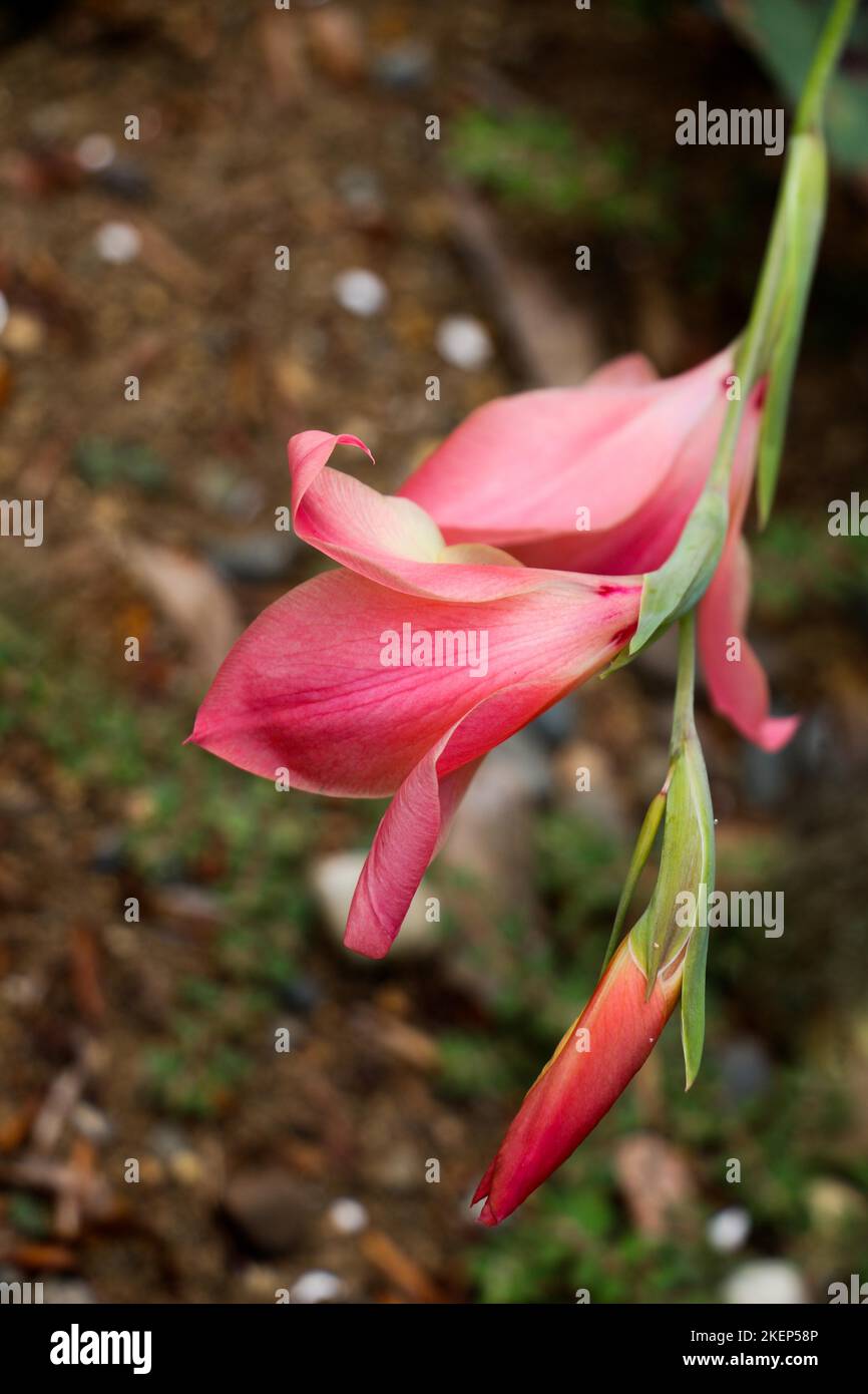 Beautiful fresh flowers in nature background Stock Photo - Alamy