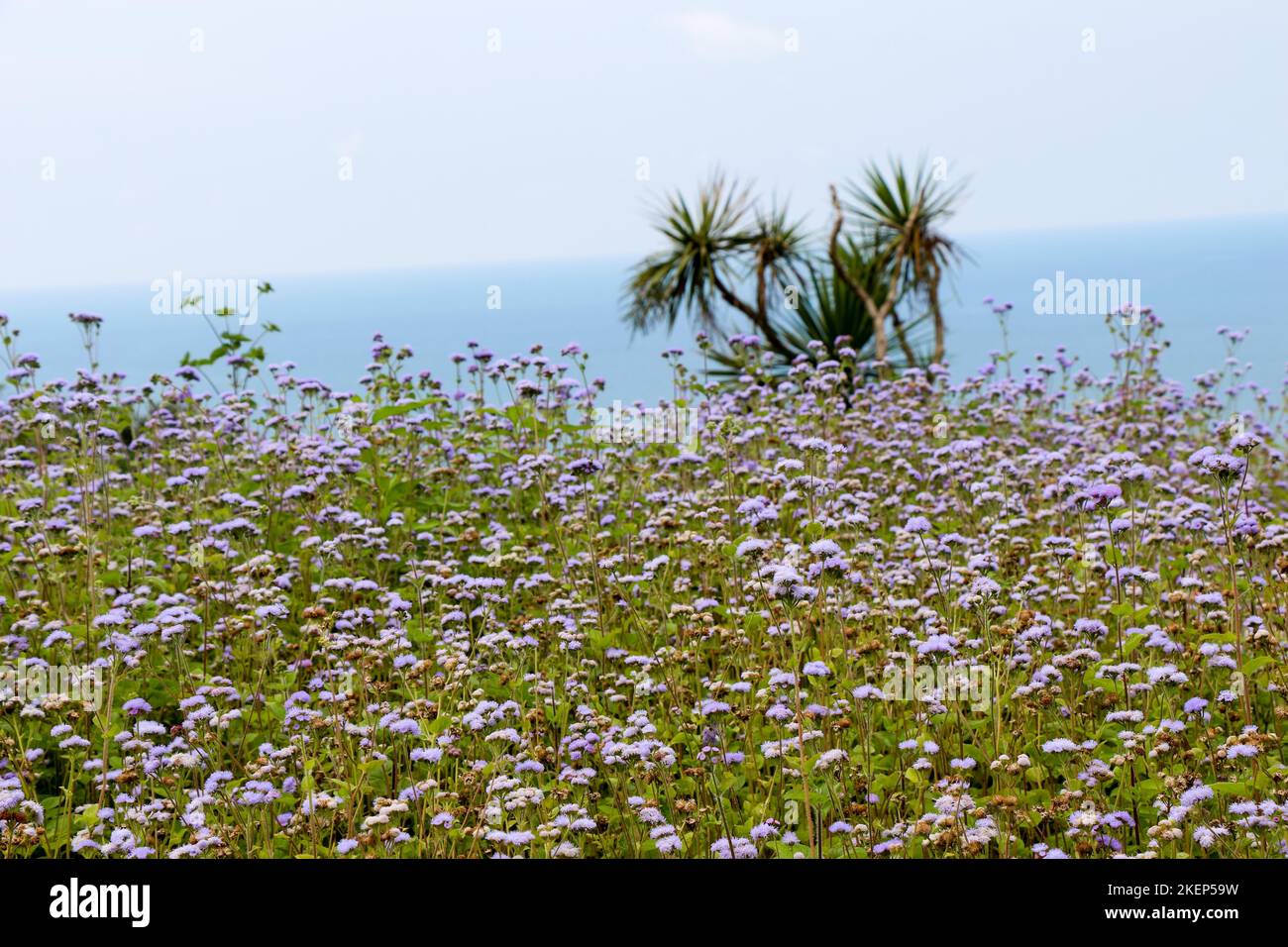 Beautiful colorful flower garden with various flowers Stock Photo - Alamy