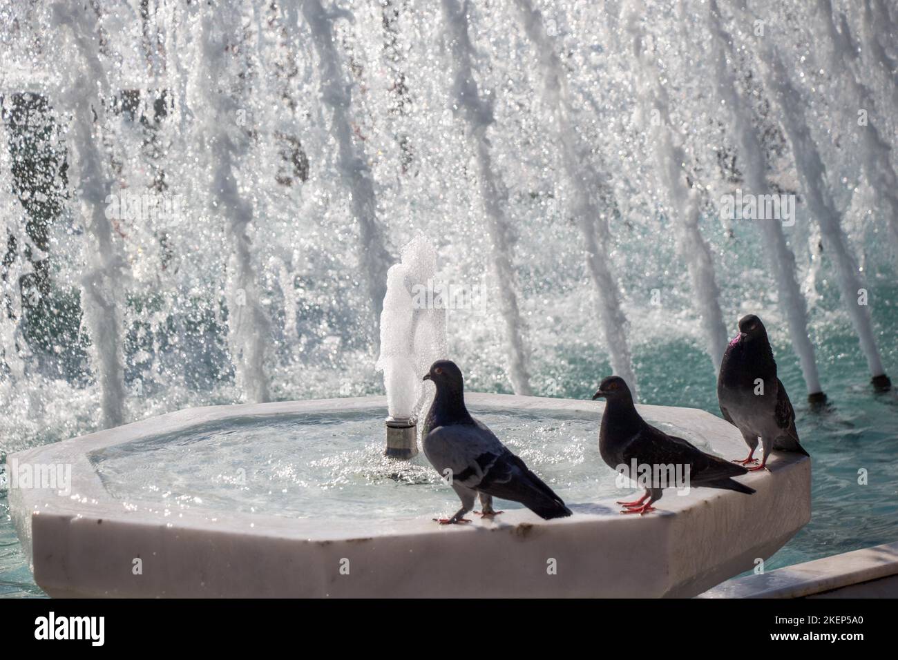 City pigeons by the side of water at a fountain Stock Photo - Alamy