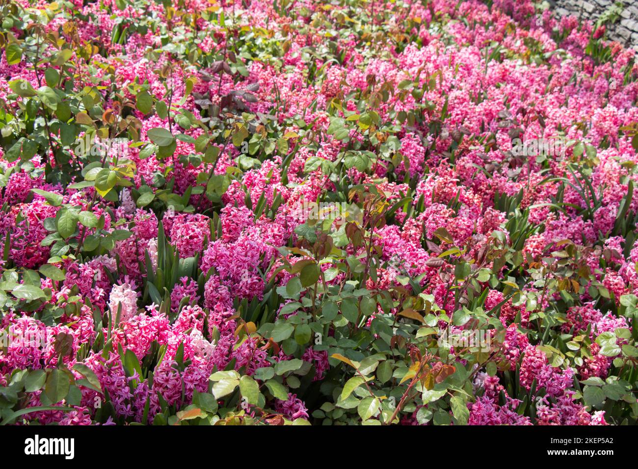 Blooming beautiful colorful fresh natural flowers in view Stock Photo ...