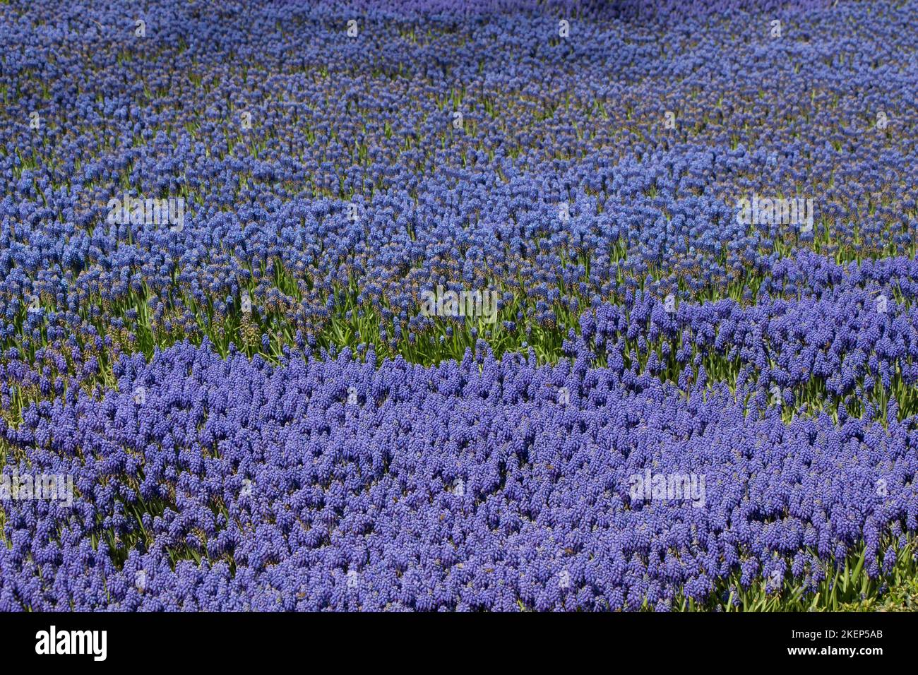 Blooming flowers make a floral background texture Stock Photo - Alamy