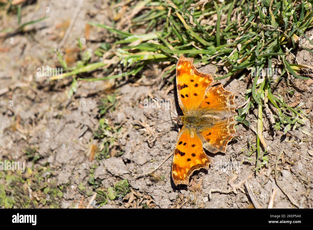 Beautiful butterfly perching on flower on nature background Stock Photo ...