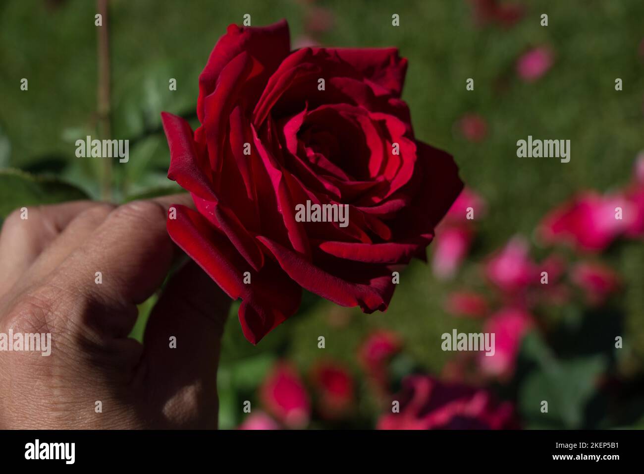 Beautiful colorful rose in hand Stock Photo - Alamy
