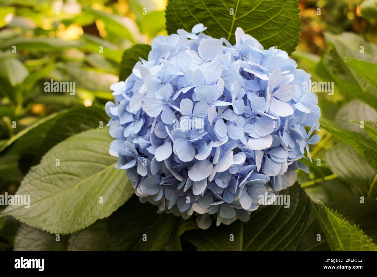 Beautiful fresh hydrangea flowers in nature background Stock Photo - Alamy