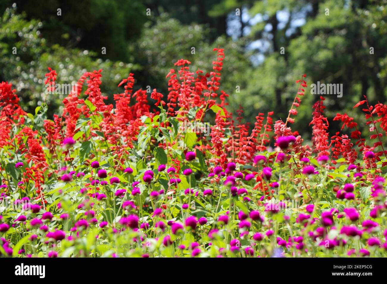 Beautiful fresh flowers in nature background Stock Photo - Alamy