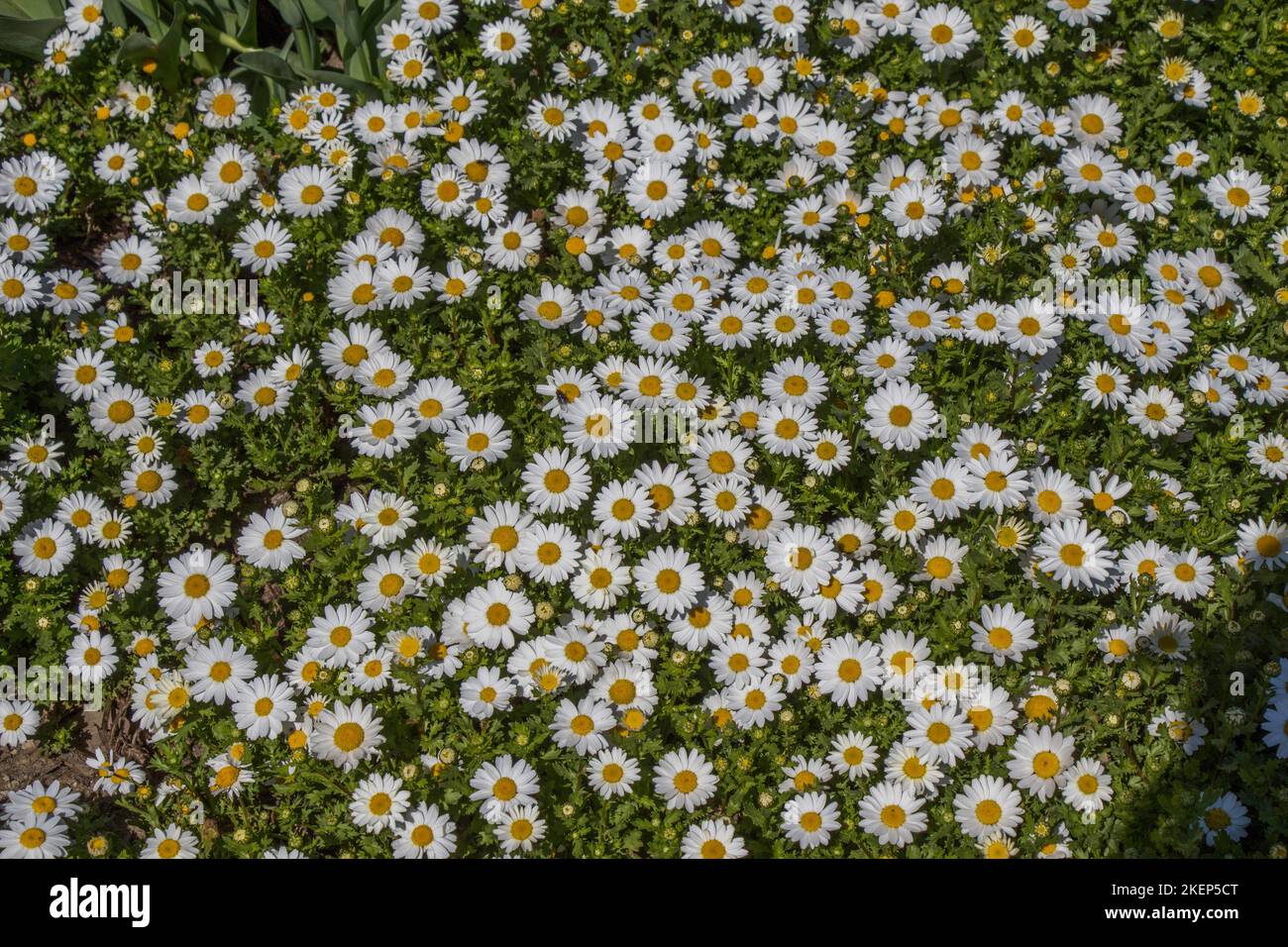 Beautiful daisy flowers as a background Stock Photo - Alamy