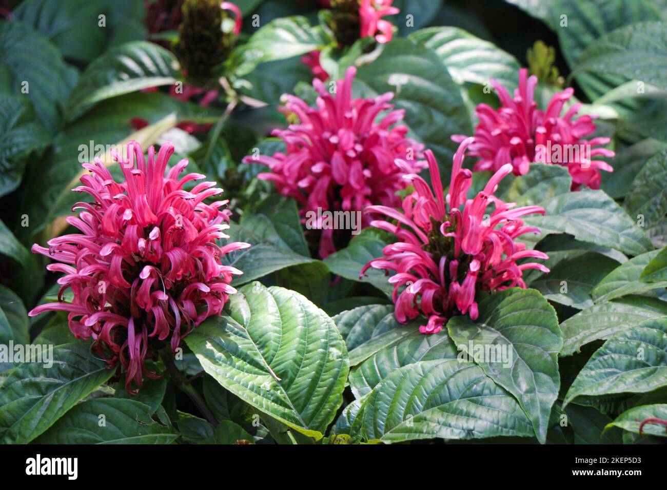 Beautiful Brazilian Blume flowers in nature background Stock Photo - Alamy