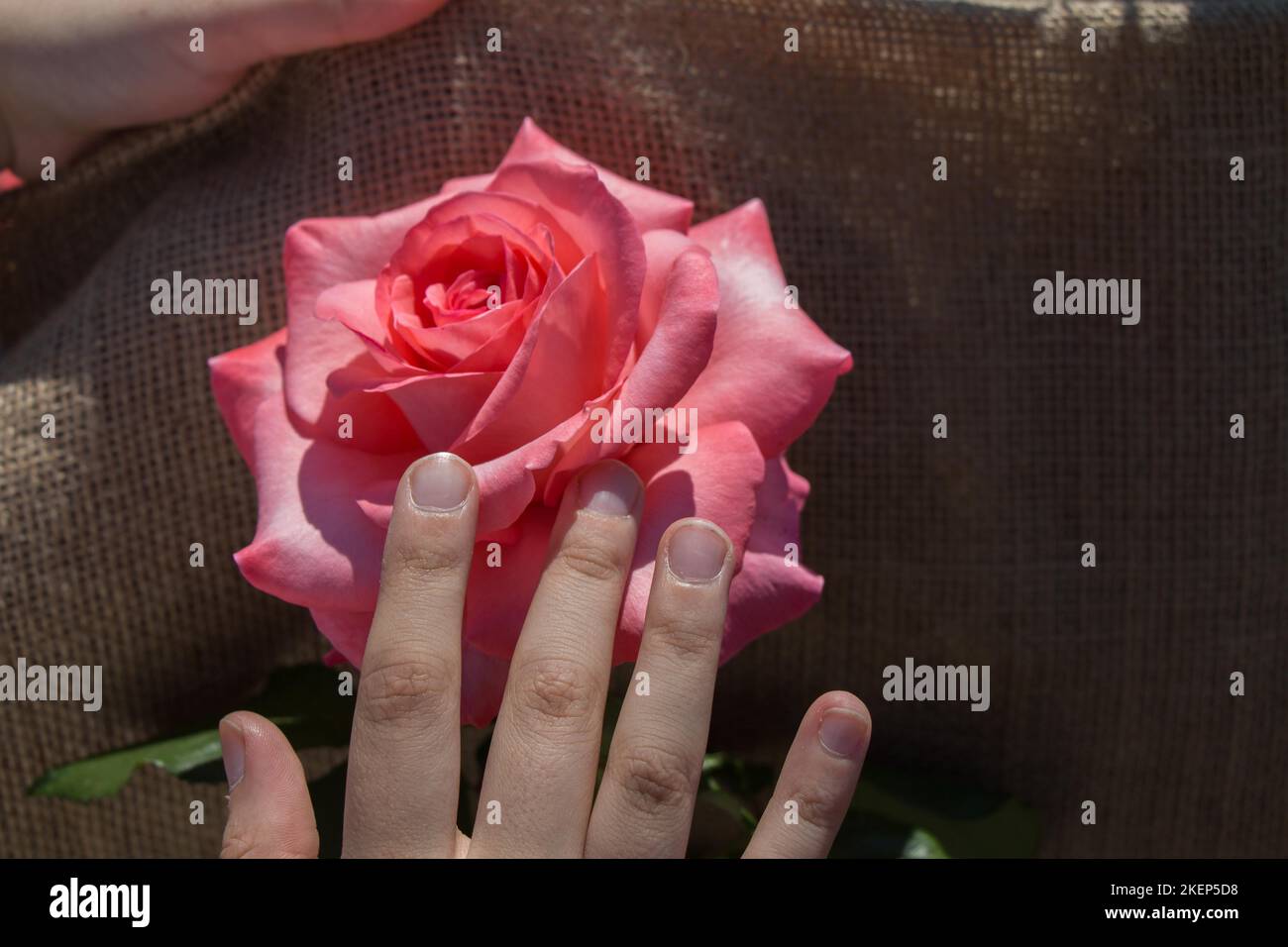 Hand holding a colorful Rose Flower Stock Photo - Alamy