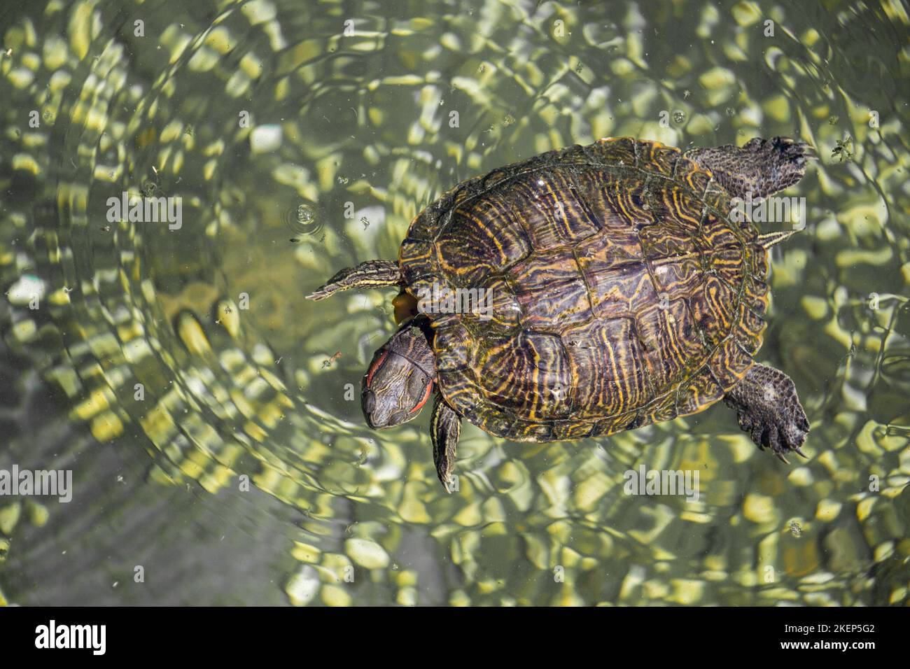 Lake turtle hi-res stock photography and images - Alamy