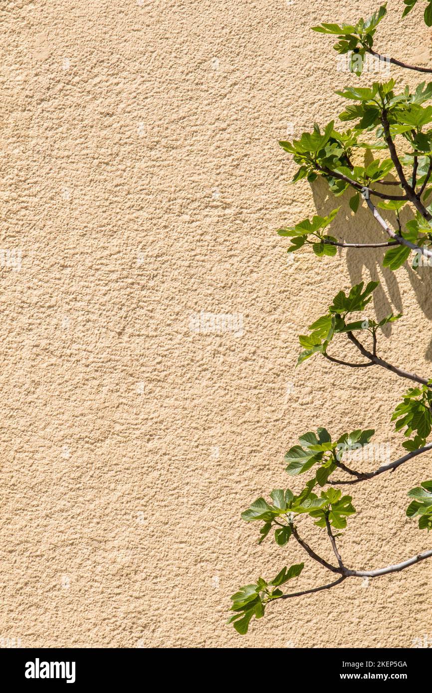 Wall with a part of a tree as a background Stock Photo - Alamy