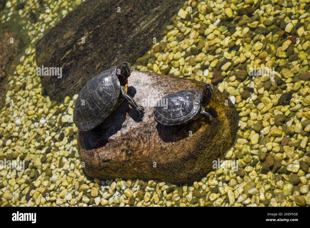 Little turtles hi-res stock photography and images - Alamy