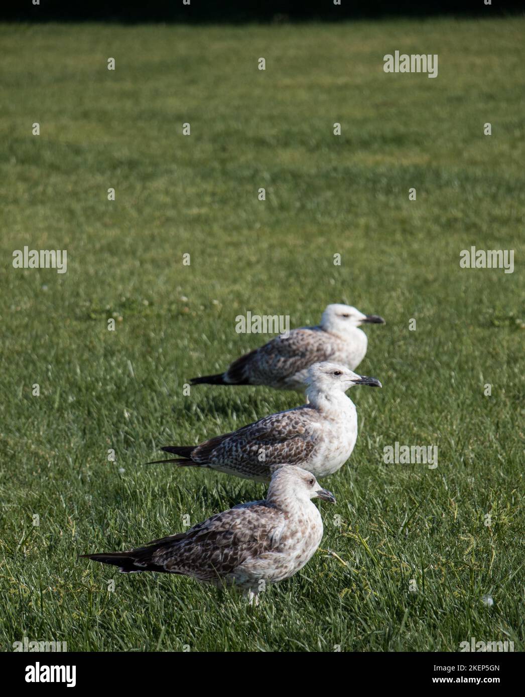 Beautiful seaside bird seagulls on the green grass Stock Photo - Alamy