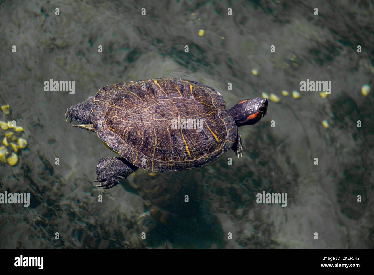 Lonely turtle hi-res stock photography and images - Alamy