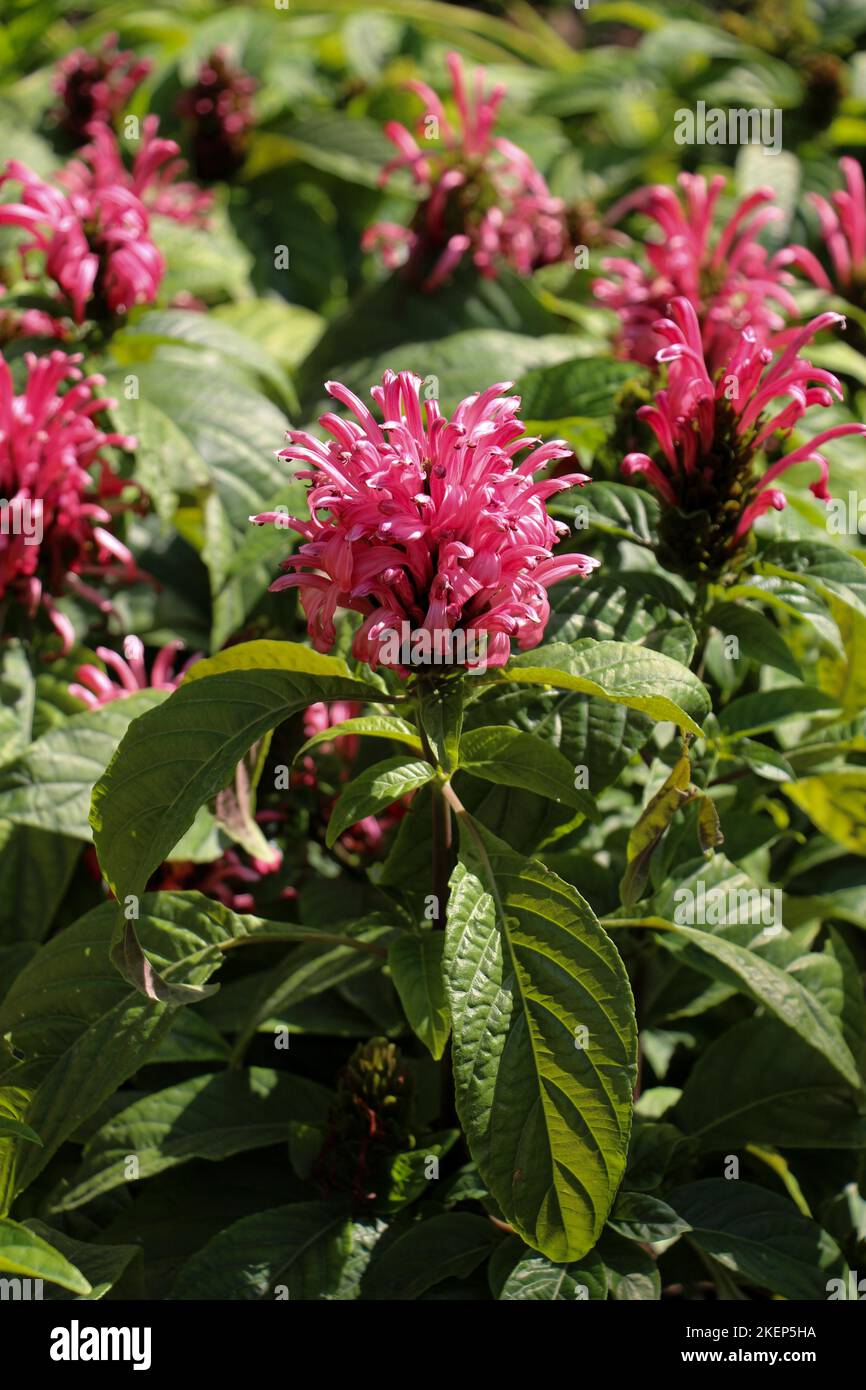 Beautiful Brazilian Blume flowers in nature background Stock Photo - Alamy