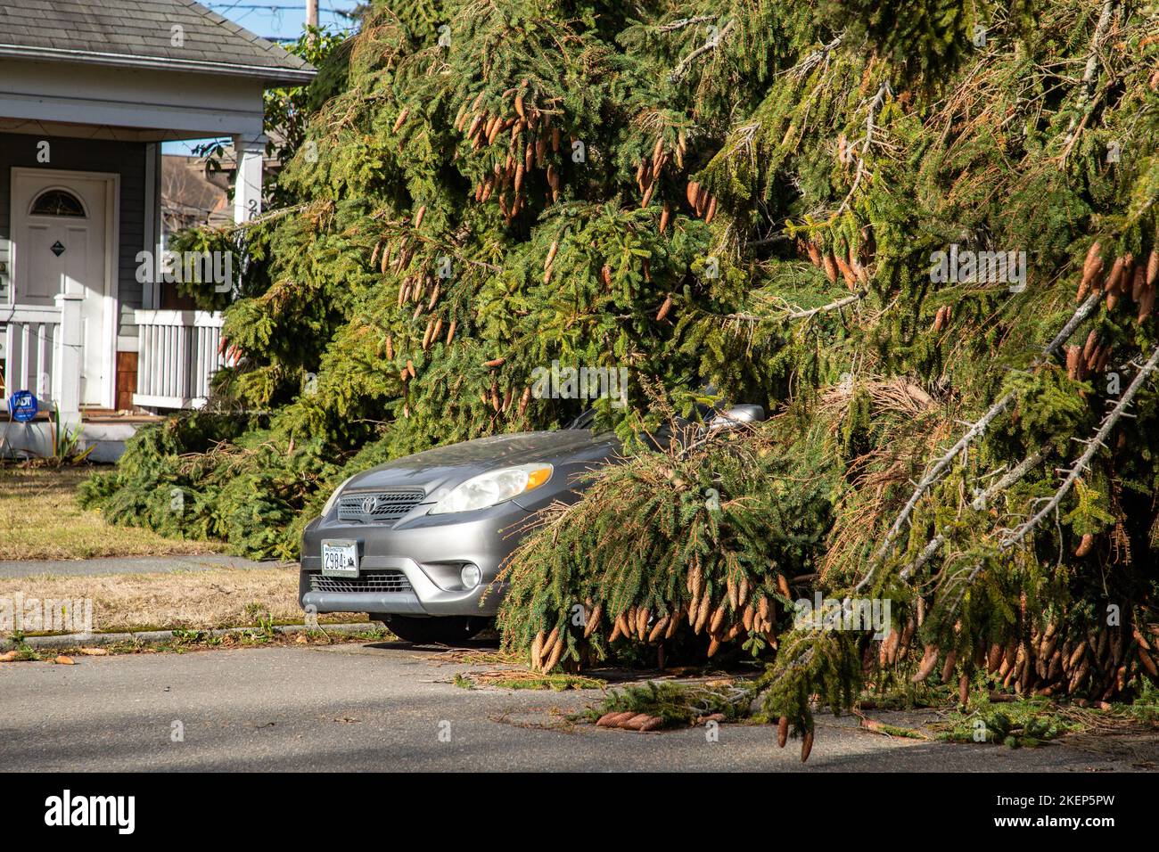 Everett WA USA - 11-05-2022: Wind Storm Damage Fallen Tree in Road over ...