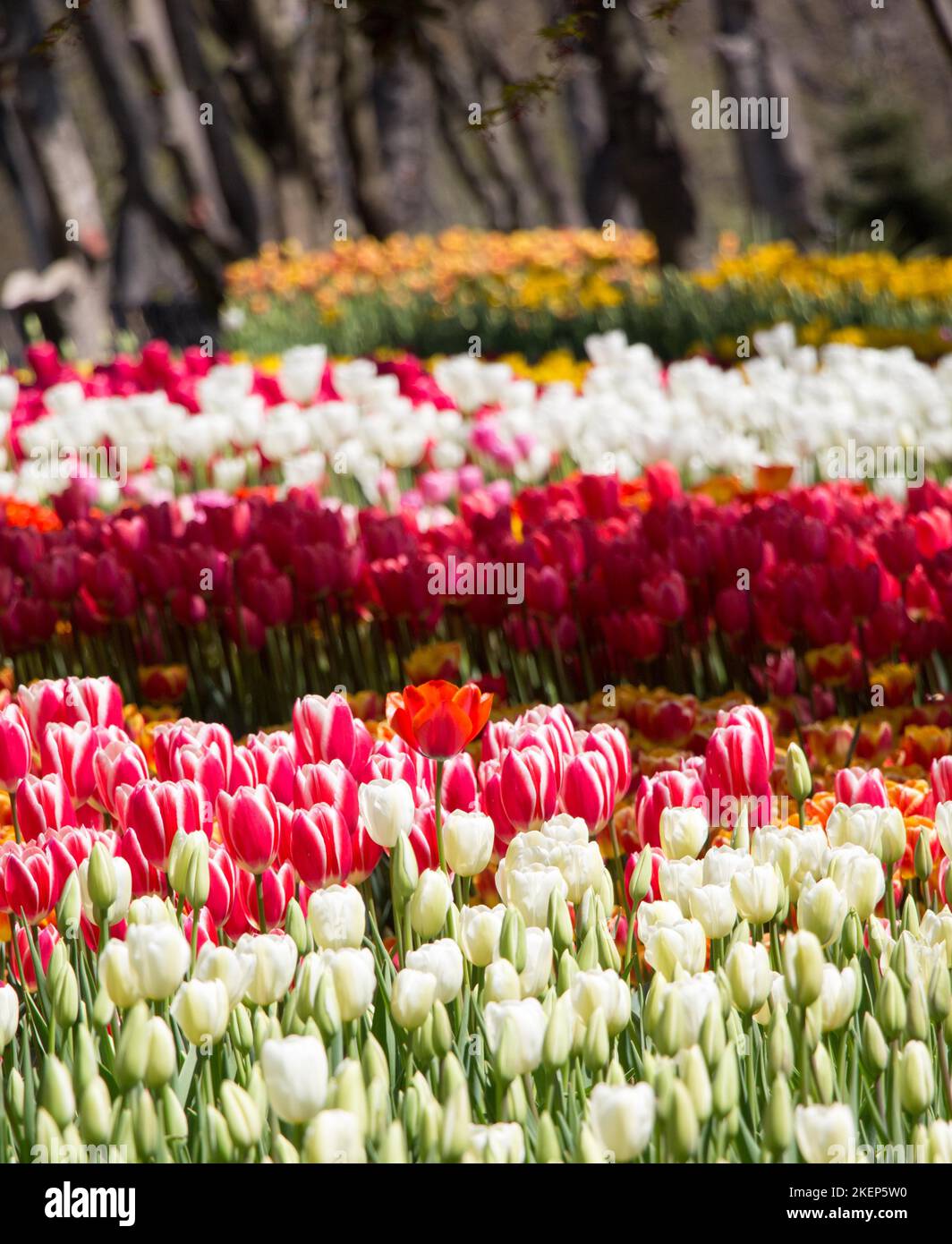 Tulip Flowers Blooming in Spring Season Stock Photo - Alamy