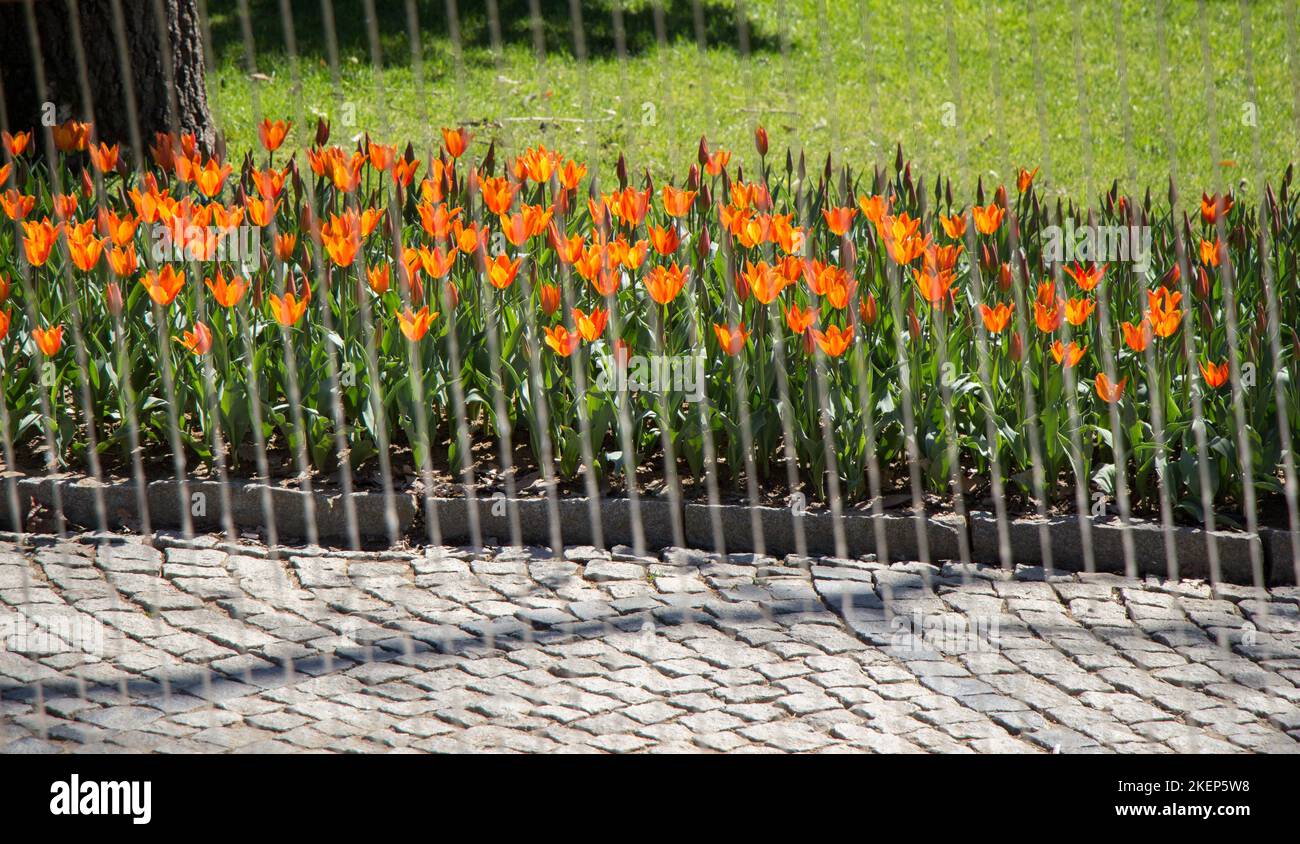 Orange color Tulips Bloom in Spring in garden Stock Photo - Alamy