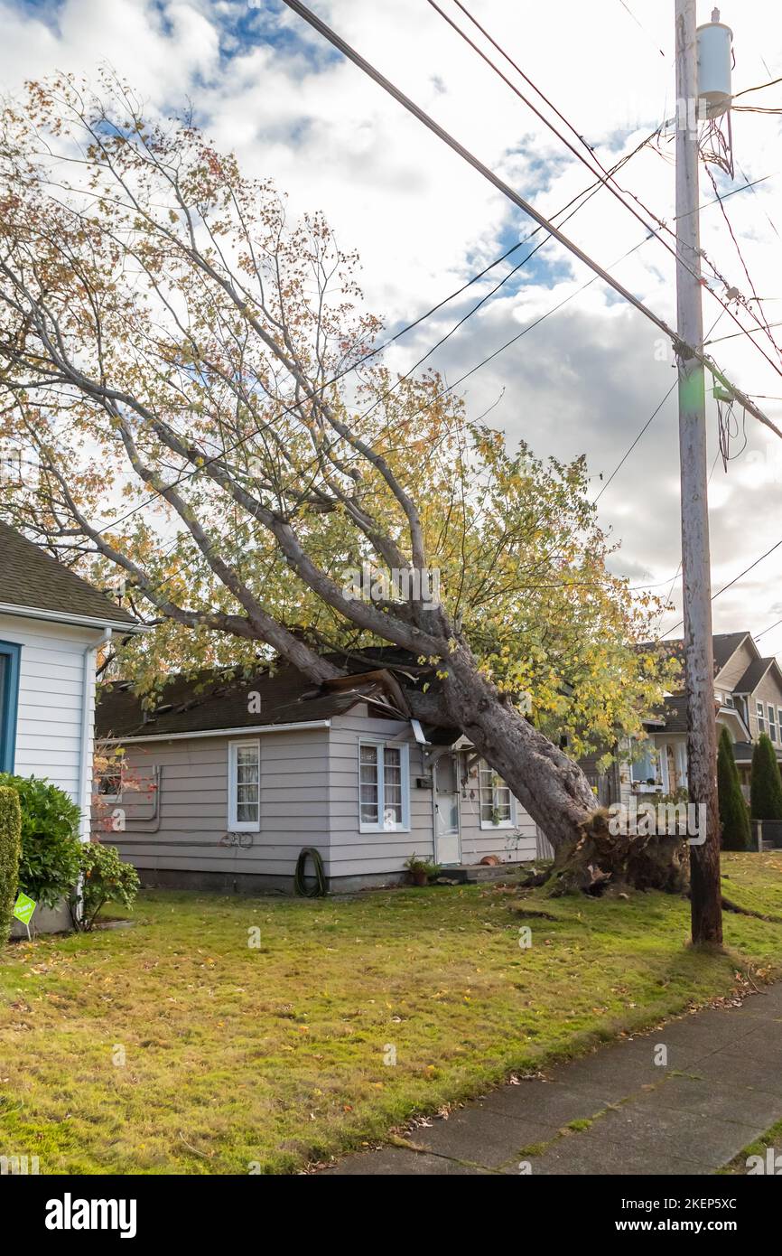 Everett WA USA - 11-05-2022: Wind Storm Damage Tree Blown Over Onto ...