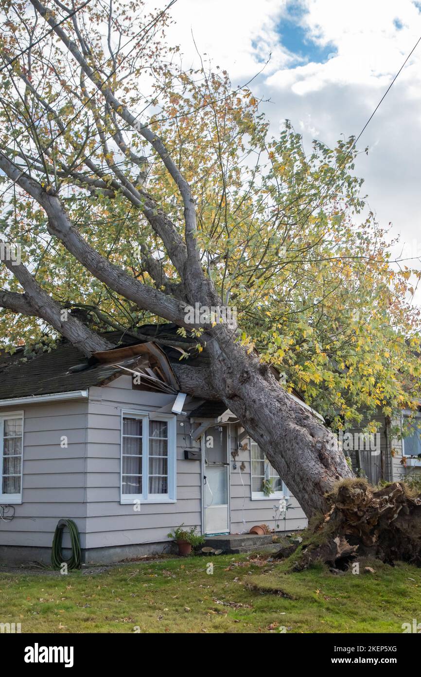 Everett WA USA - 11-05-2022: Wind Storm Damage Tree Blown Over Onto ...