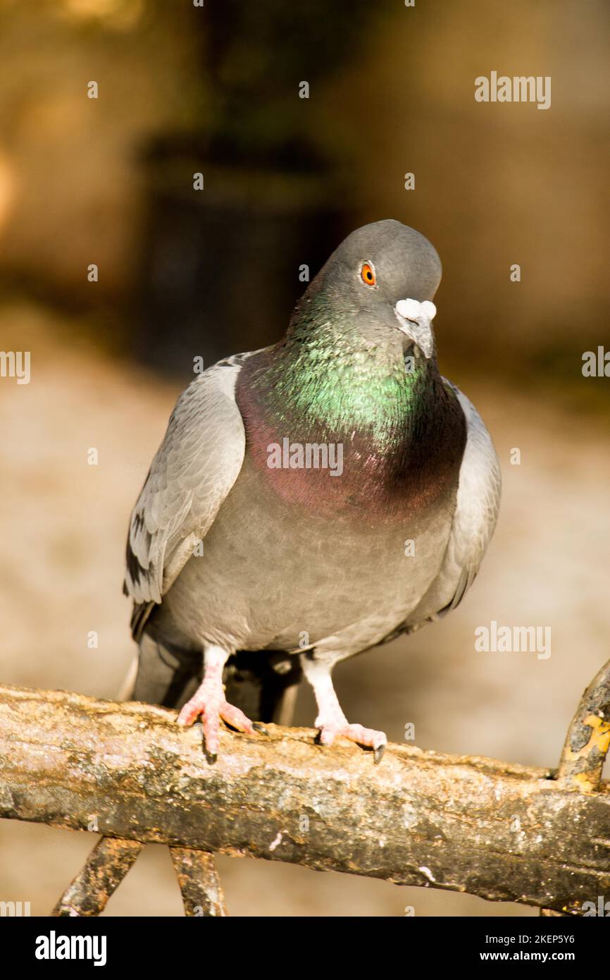 Lonely bird by lives in an urban environment Stock Photo - Alamy