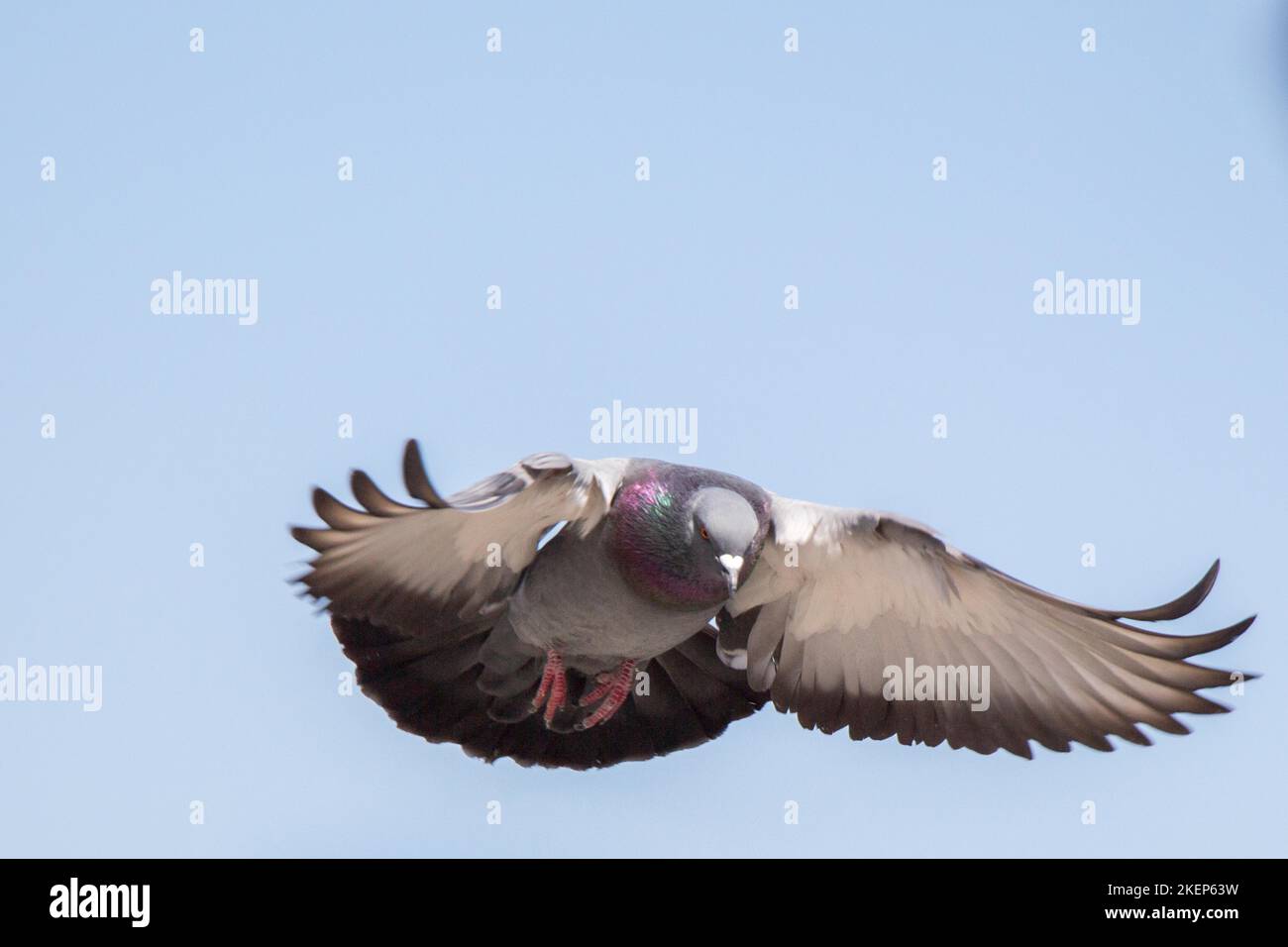 Single pigeon in the air with wings wide open Stock Photo - Alamy