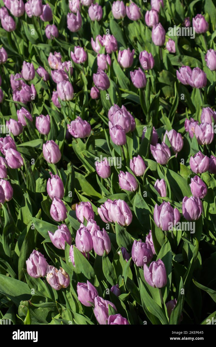 Single Tulip Flower Blooming in Spring Season Stock Photo - Alamy