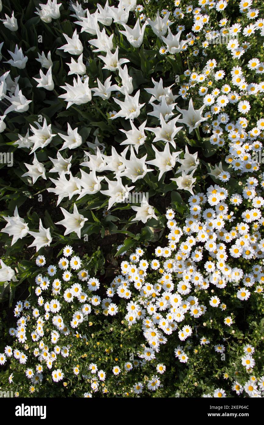 Colorful tulip flowers as a background Stock Photo - Alamy