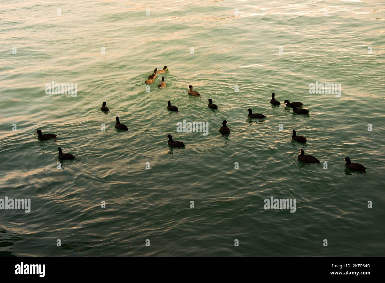 Birds on the water surface hi-res stock photography and images - Alamy