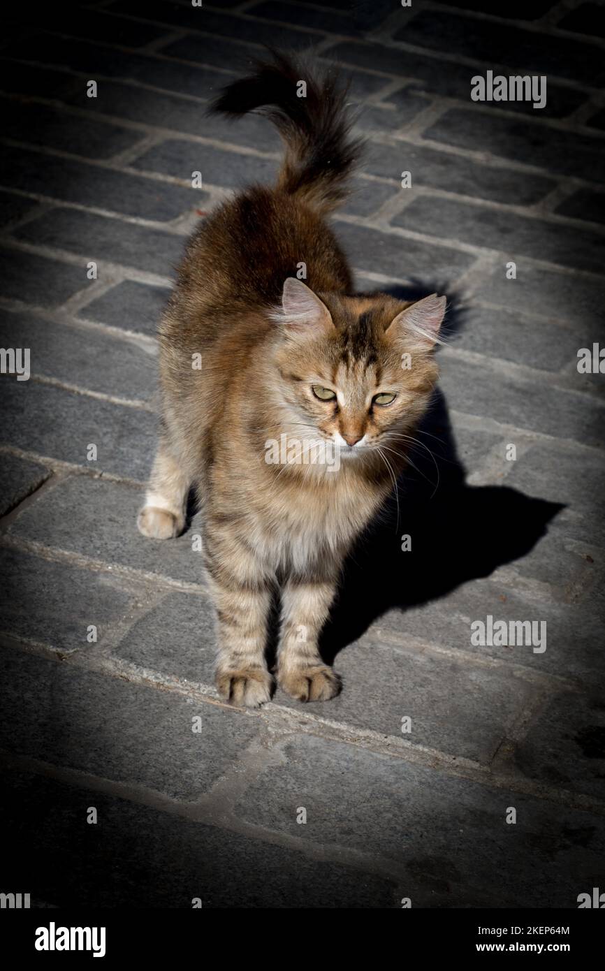 Stray cat seen in the street of the city Stock Photo - Alamy