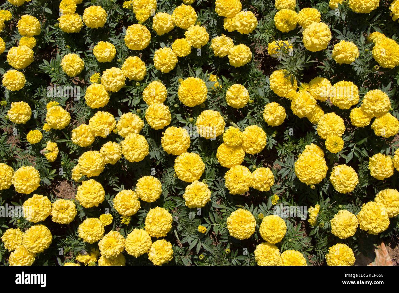 Beautiful fresh flowers as a background Stock Photo - Alamy