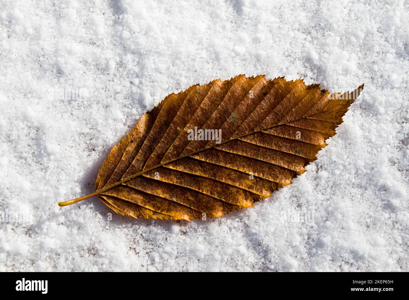 Beautiful dry autumn leaf on a white snowy background Stock Photo - Alamy