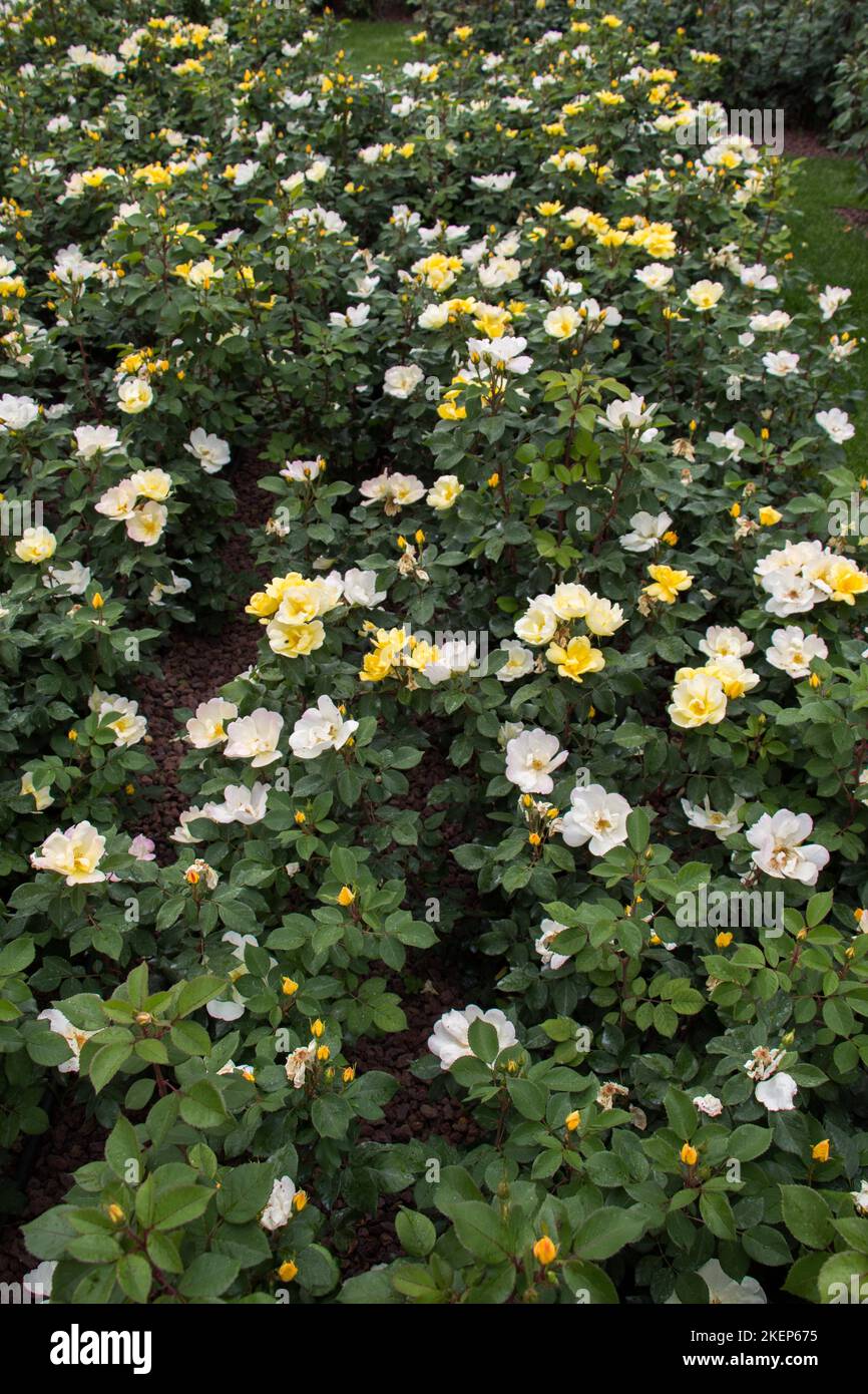 Beautiful colorful roses bloom in in the garden Stock Photo - Alamy