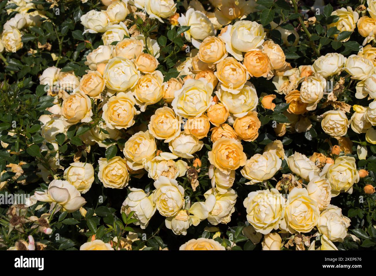 Blooming beautiful colorful roses as floral background Stock Photo - Alamy
